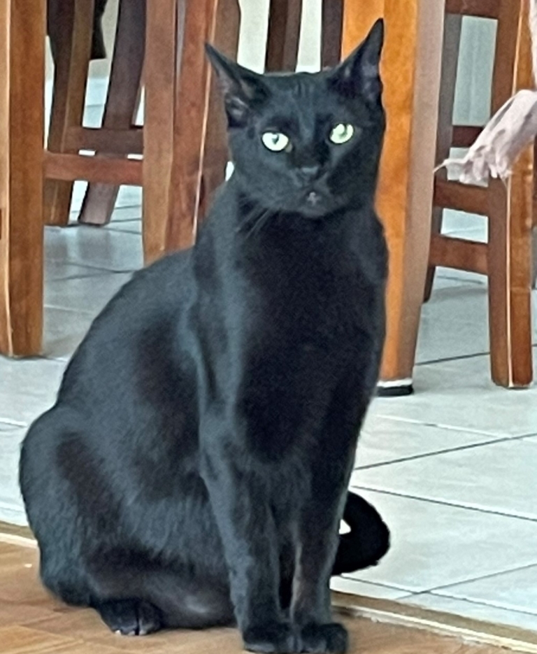 Adopt a Kitten or Cat | Darbster Kitty | New England