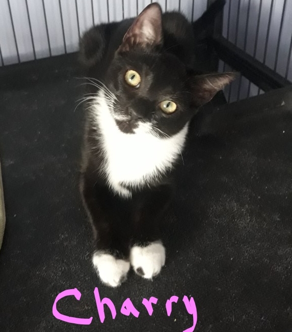 Adopt a Kitten or Cat | Darbster Kitty | New England