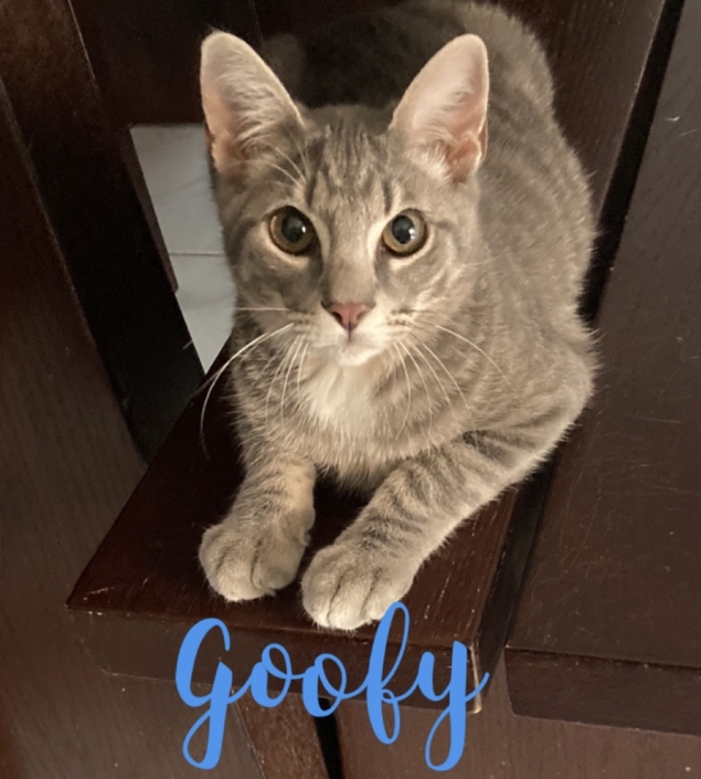 Adopt a Kitten or Cat | Darbster Kitty | New England