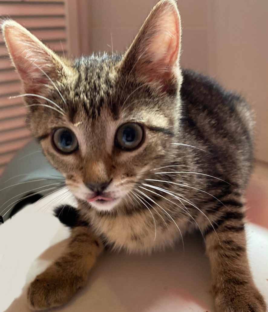 Adopt a Kitten or Cat | Darbster Kitty | New England
